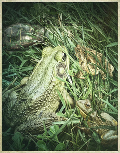 Meeting of the Minds – Digitally Augmented Photograph by Phyllis ...