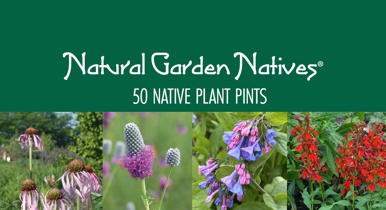 Native Plant Collection (50 Plants) by Midwest Groundcovers (3/4 ...